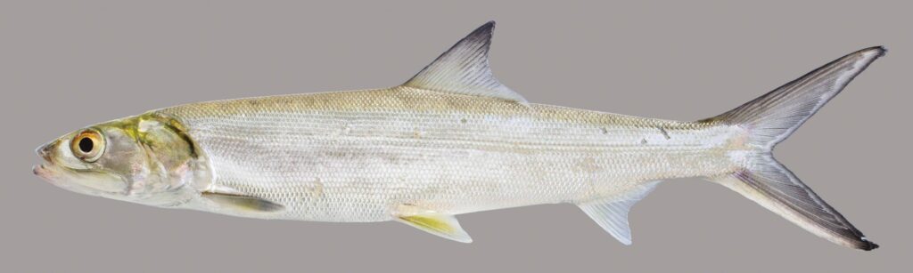 Lady fish large - 1 kg (Cleaned) - Cambridge Fresh